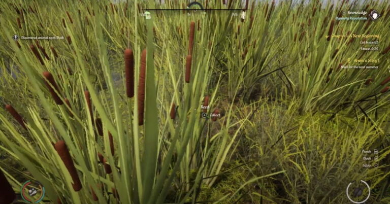 How to get straw in Medieval Dynasty - Fantasy Role-Playing Games